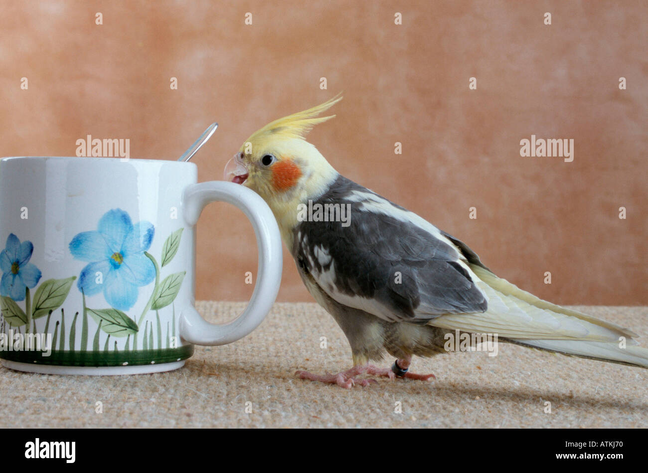 Curious cockatiel hi-res stock photography and images - Alamy