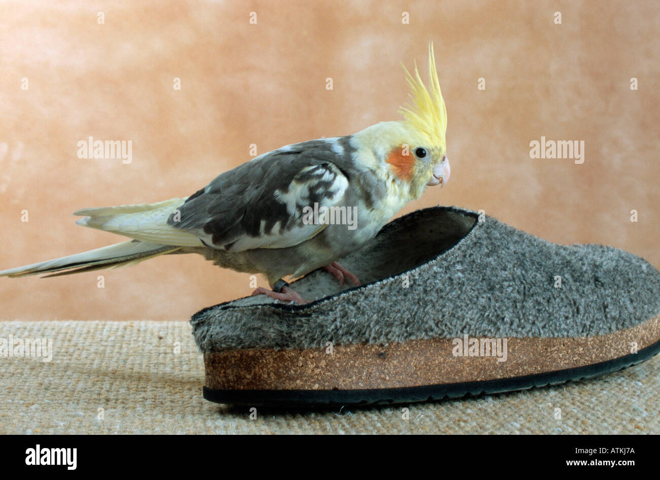Curious cockatiel hi-res stock photography and images - Alamy