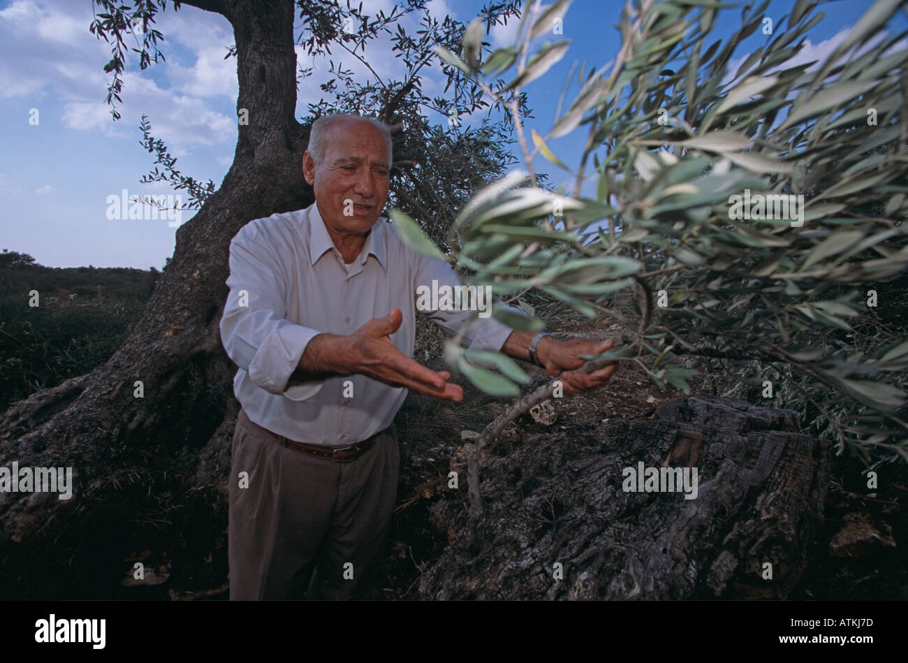 Senior farmer upset over destroyed olive tree, Palestine Stock Photo ...