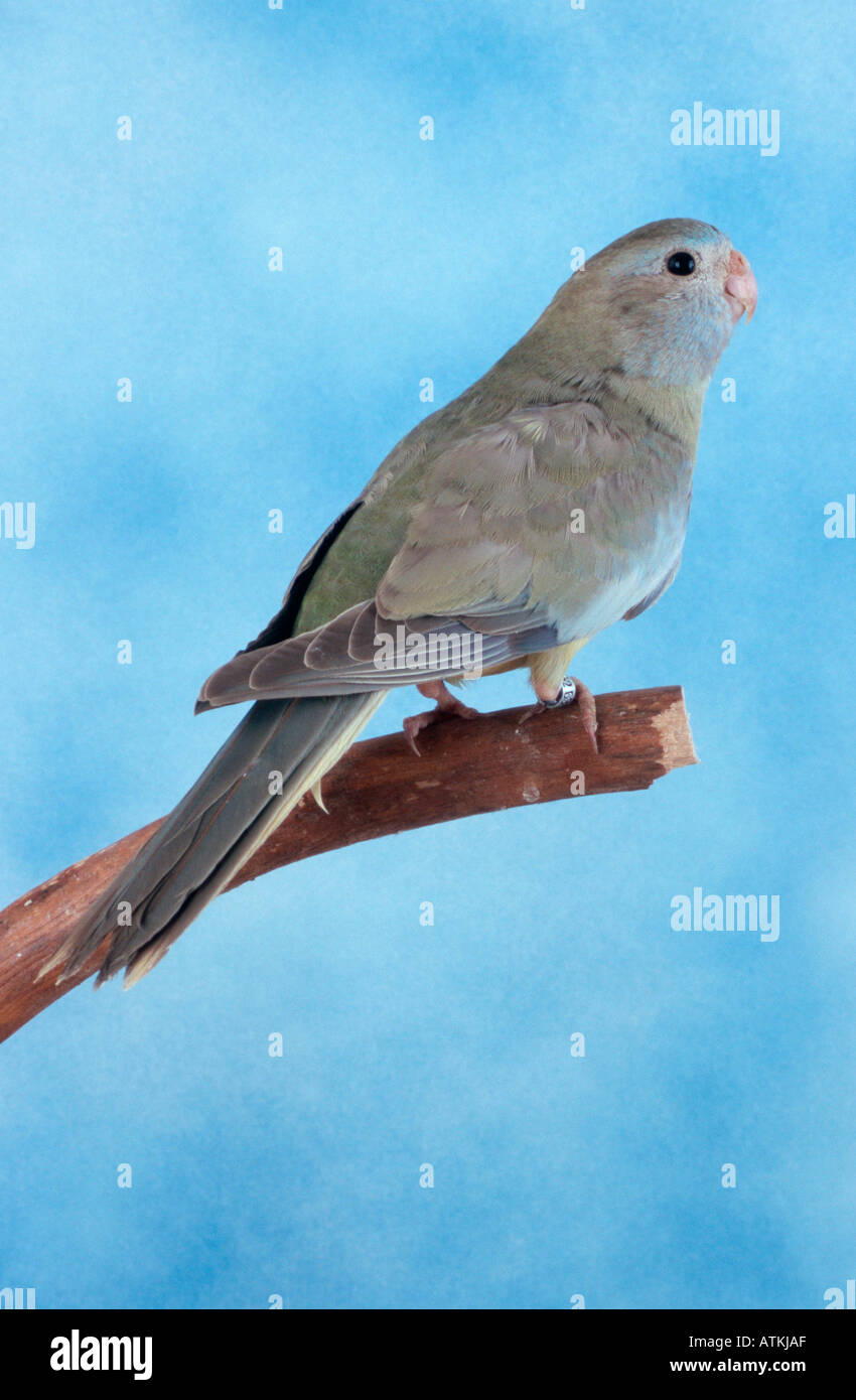 Scarlet-chested Parrot / Splendid Parrakeet Stock Photo - Alamy