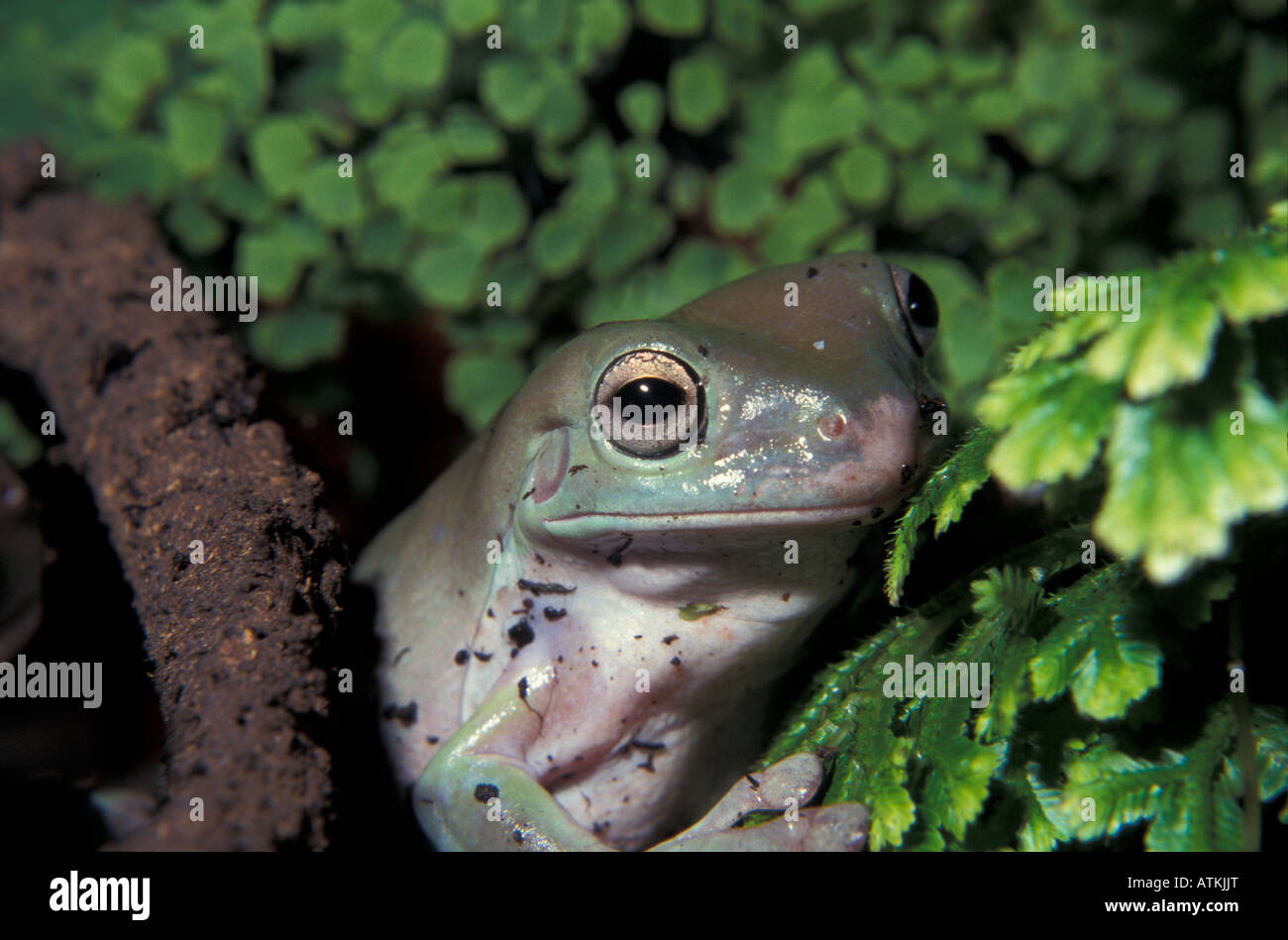 Australian giant tree frog papua new guinea nature hi-res stock ...