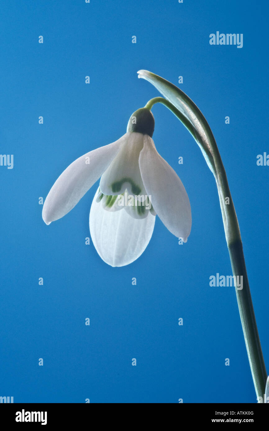 Blue snowdrop hi-res stock photography and images - Alamy