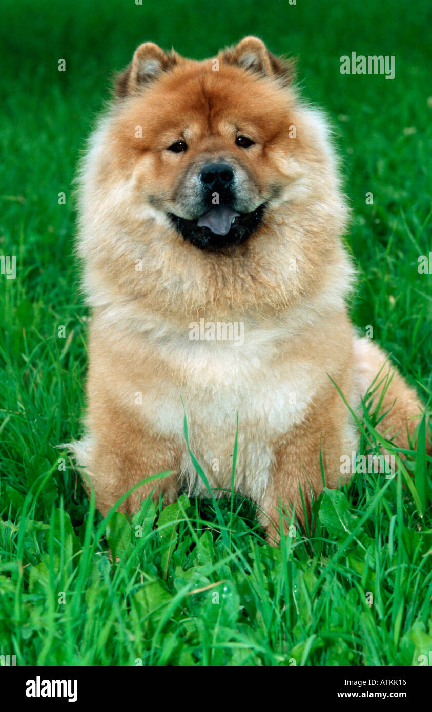 Sitting chow chow hi-res stock photography and images - Alamy