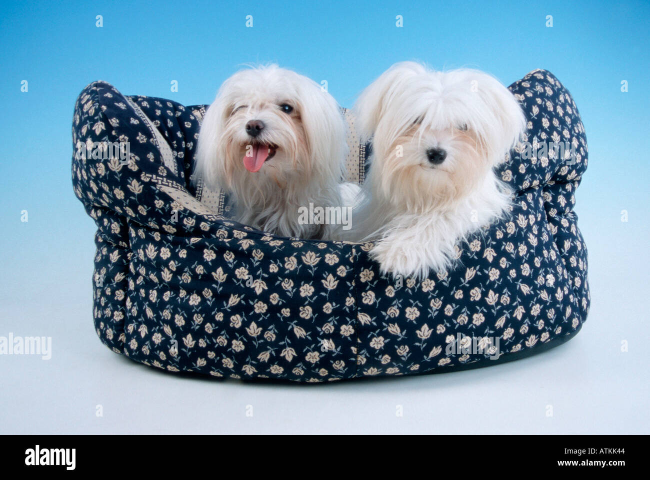 Two white maltese dogs dog hi-res stock photography and images - Alamy
