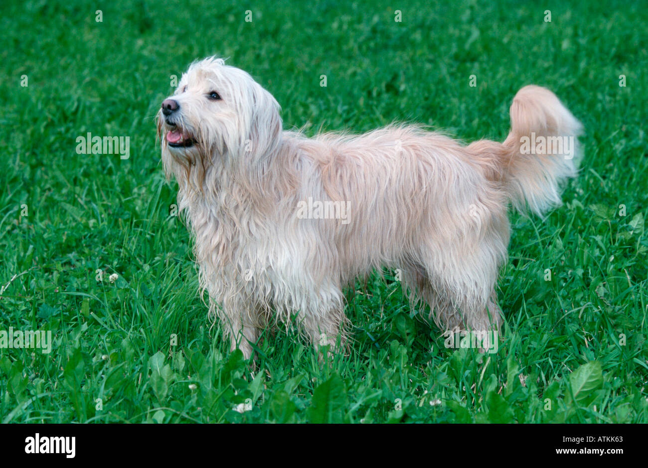 Mixed Breed Dog Stock Photo - Alamy