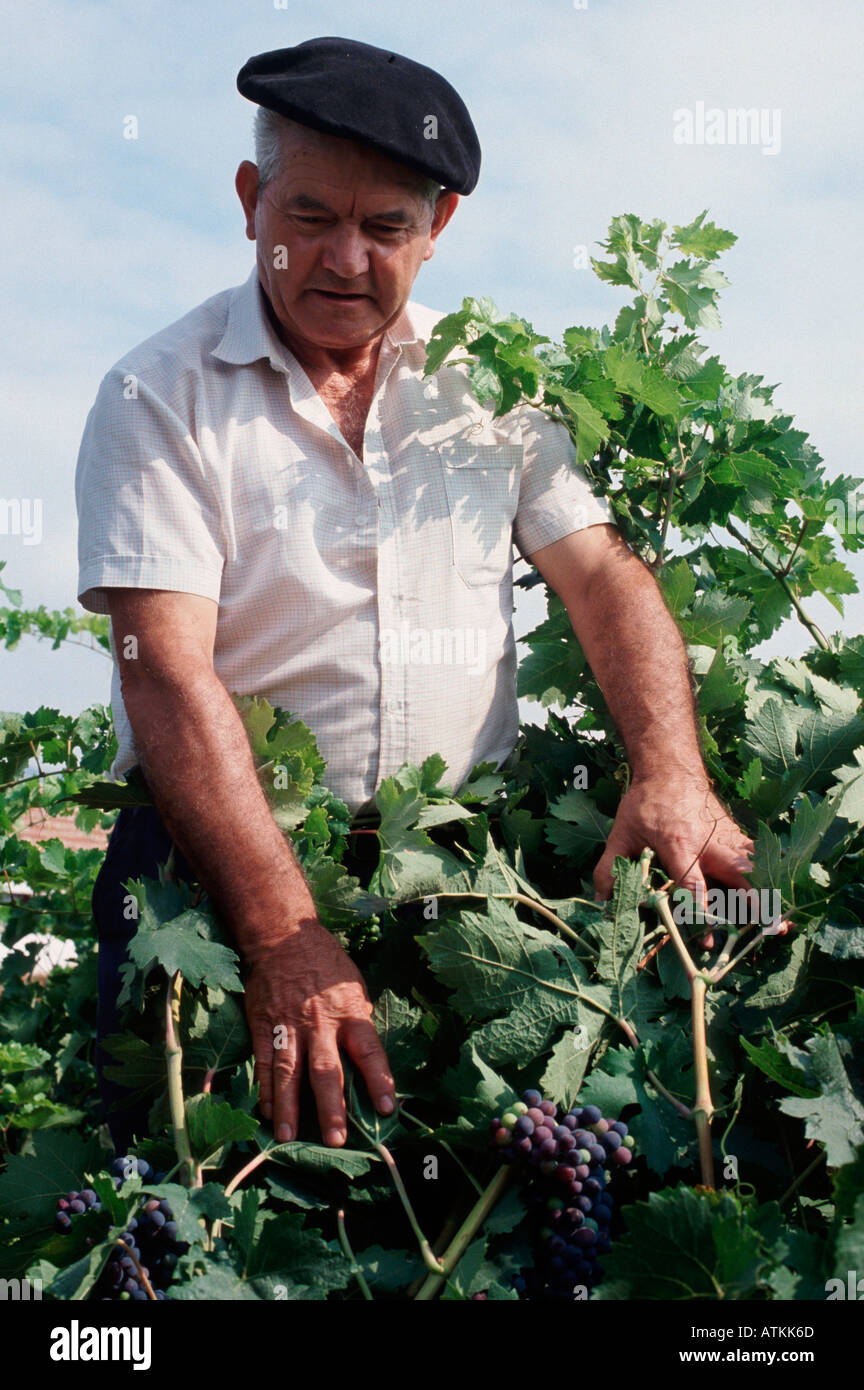 Vinegrower with vine Stock Photo - Alamy