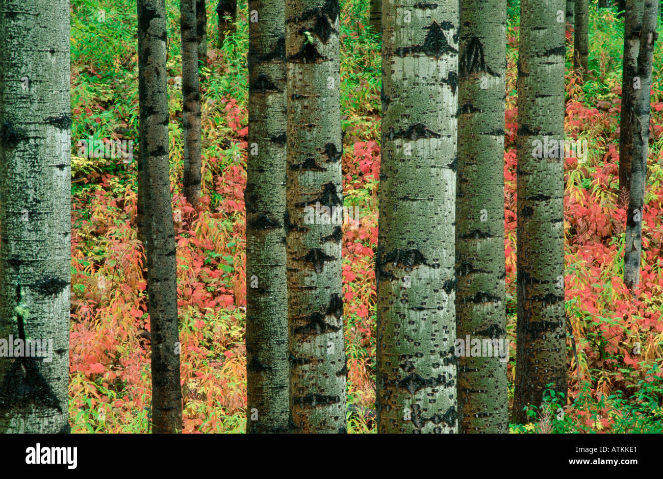 Deciduous forest in autumn / Laubwald im Herbst Stock Photo - Alamy