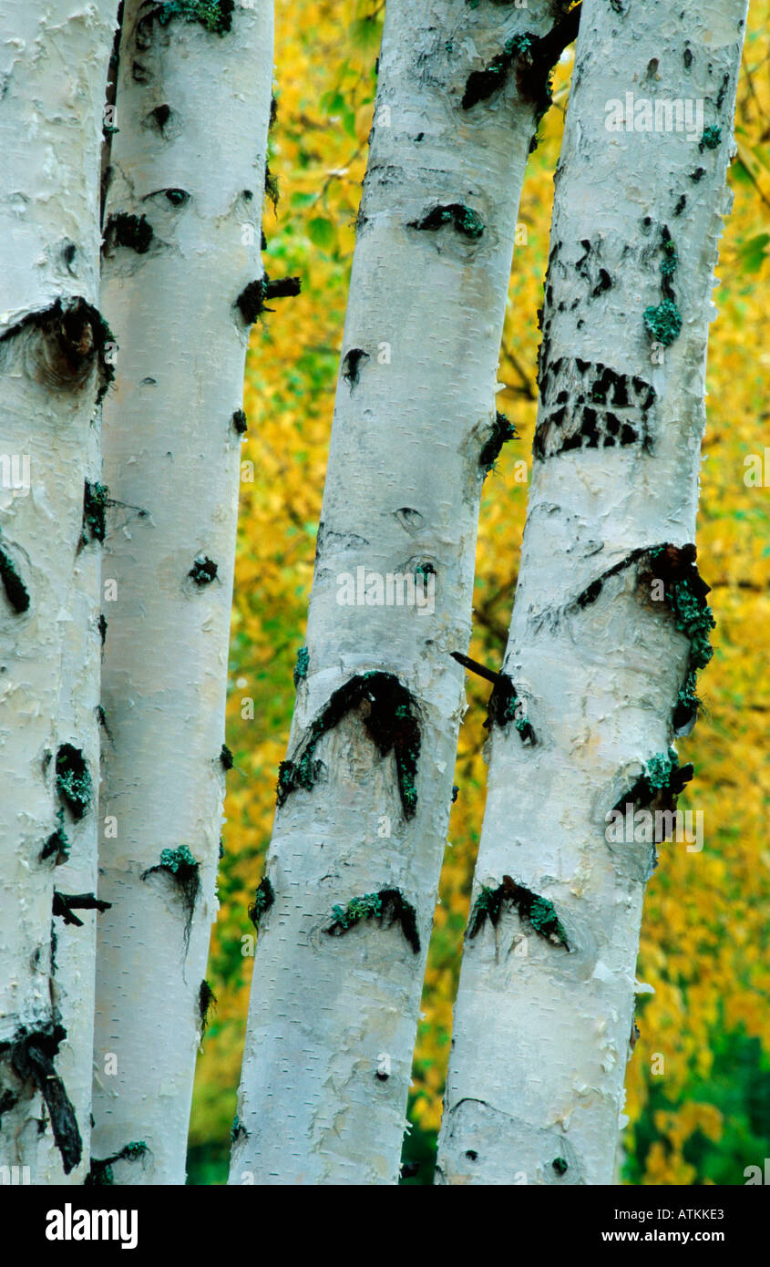 Alaska birch tree trunks hi-res stock photography and images - Alamy