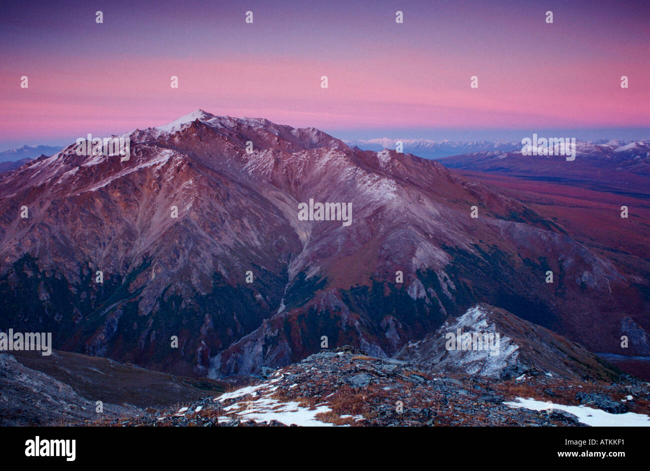 Primose hi-res stock photography and images - Alamy