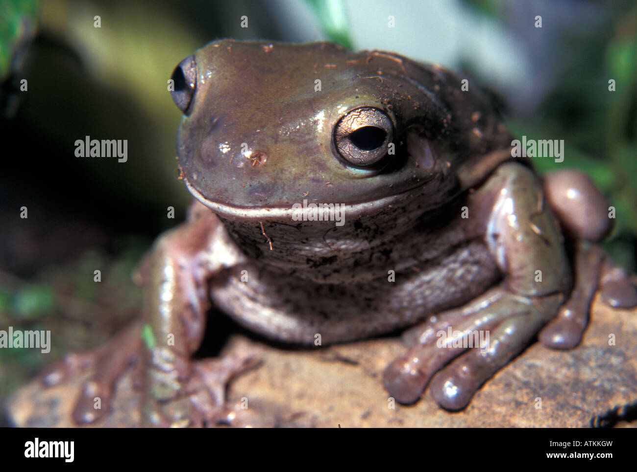 Litoria cerulea, Australian giant tree frog Stock Photo - Alamy