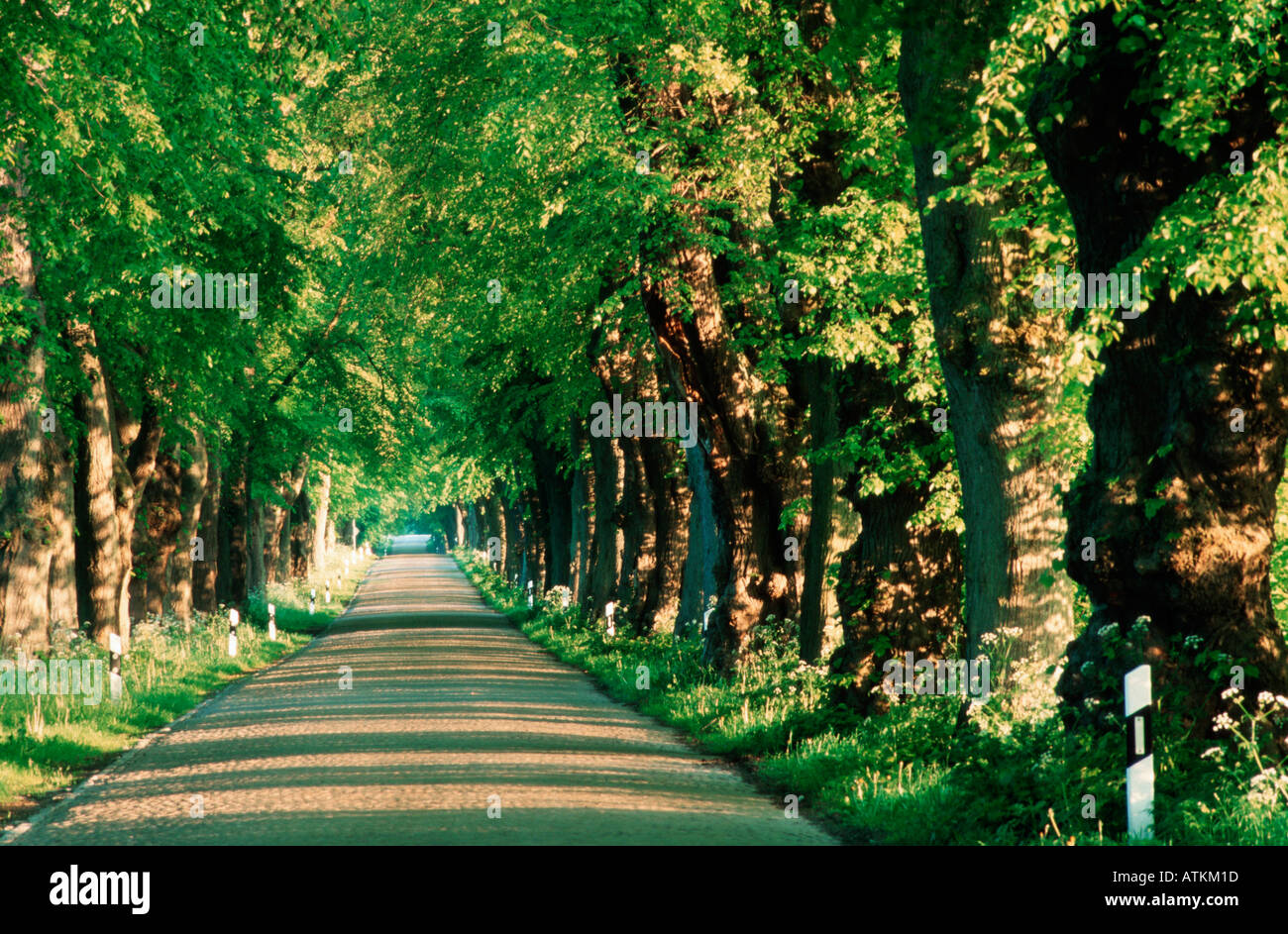 Avenue / Allee Stock Photo - Alamy