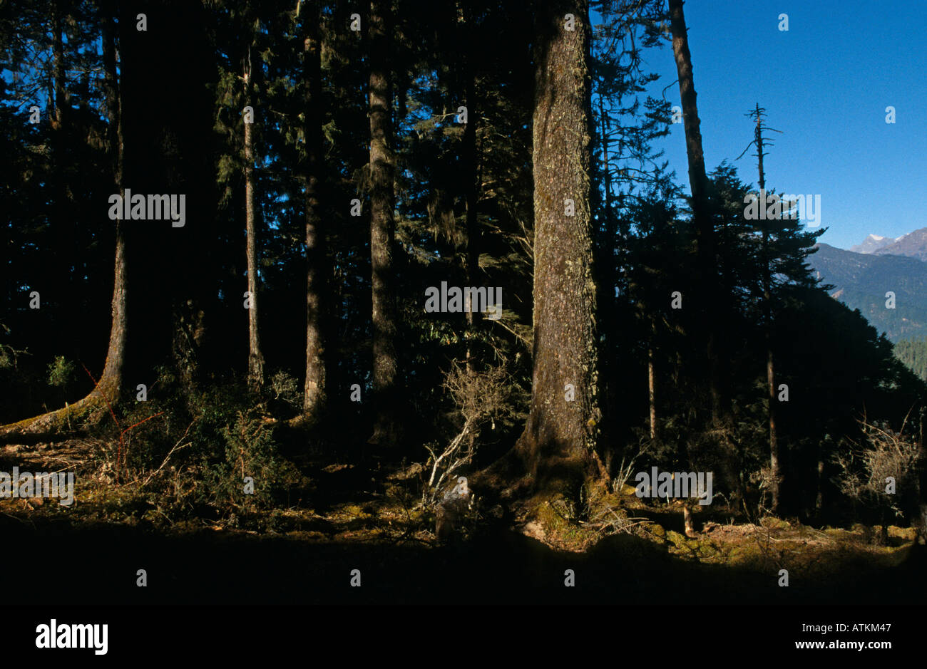 A forest in Bhutan Stock Photo - Alamy