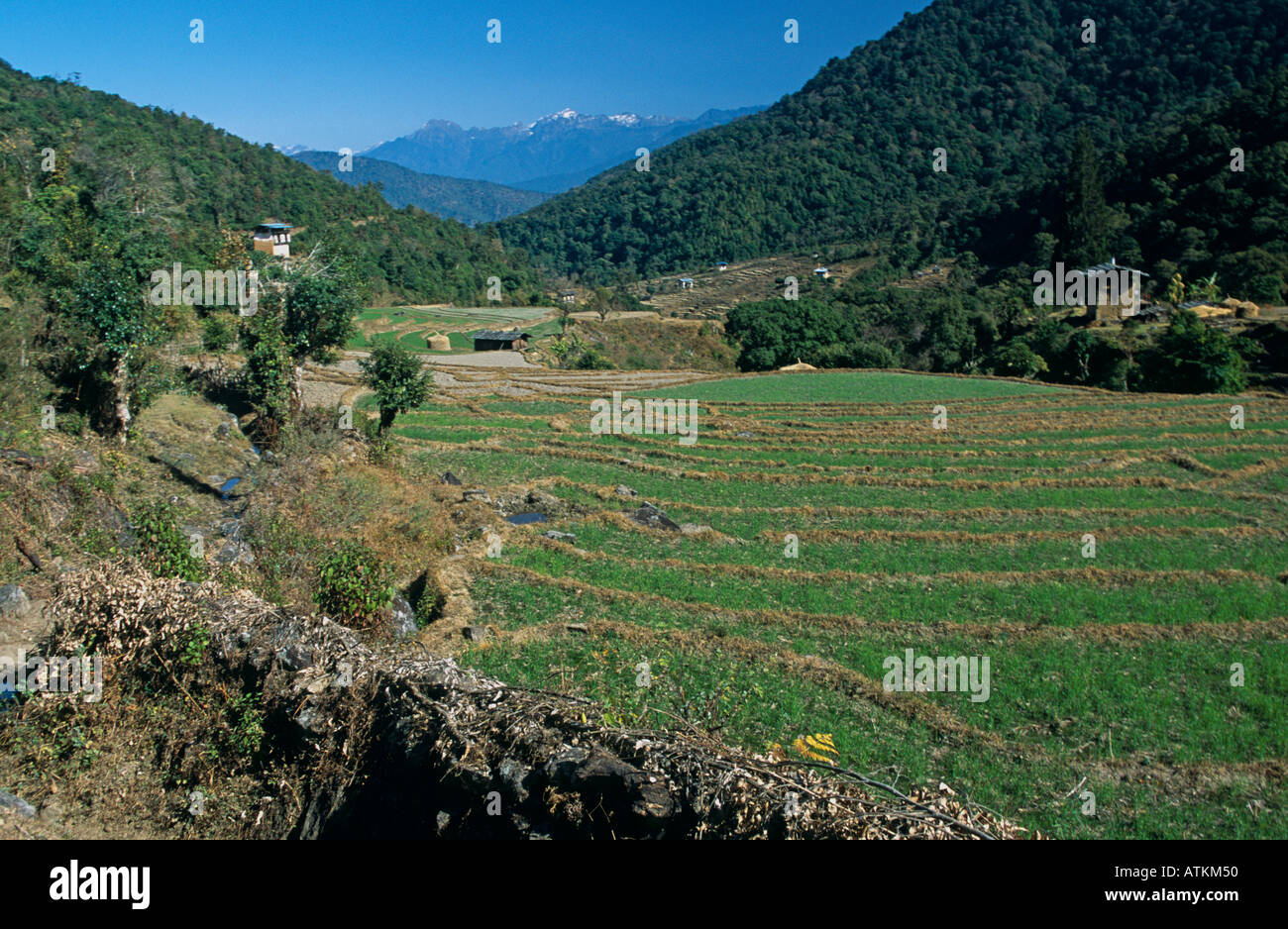 Agricultural fields, Bhutan Stock Photo - Alamy