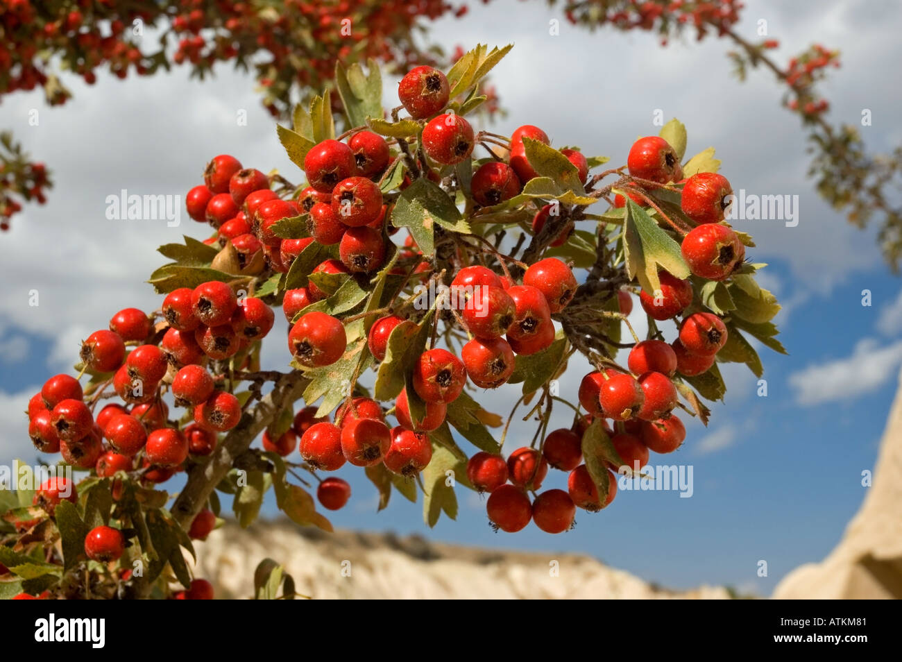 Small bright red berries on a tree, Goreme, Kapadokya, Cappadocia ...