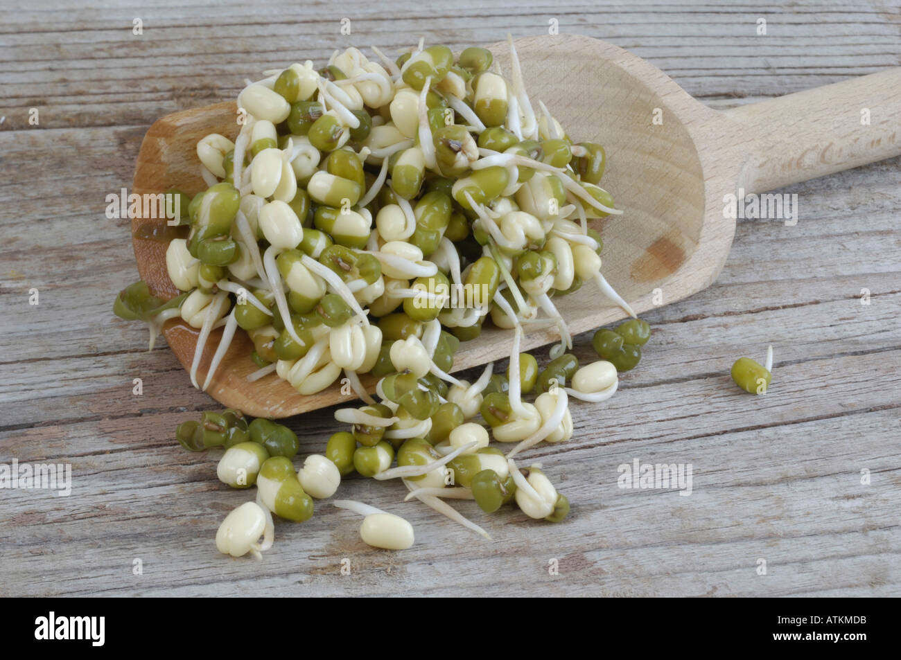 Phaseolus mungo hi-res stock photography and images - Alamy