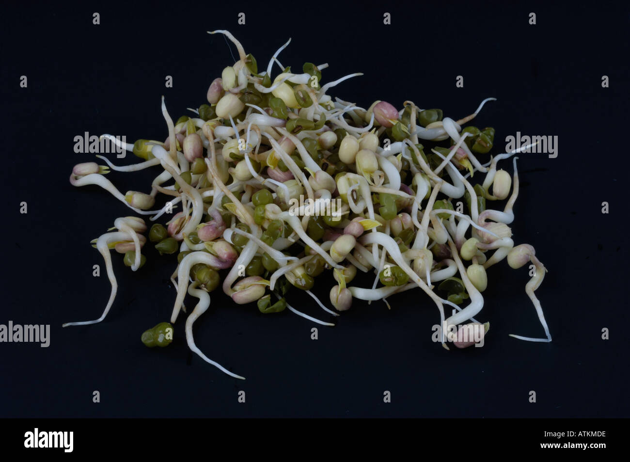 Phaseolus radiatus hi-res stock photography and images - Alamy