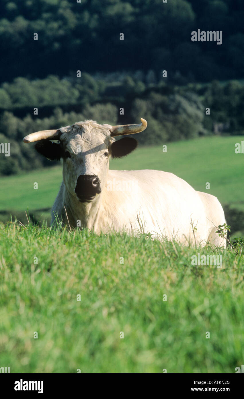 Horned Bull In field Stock Photo - Alamy