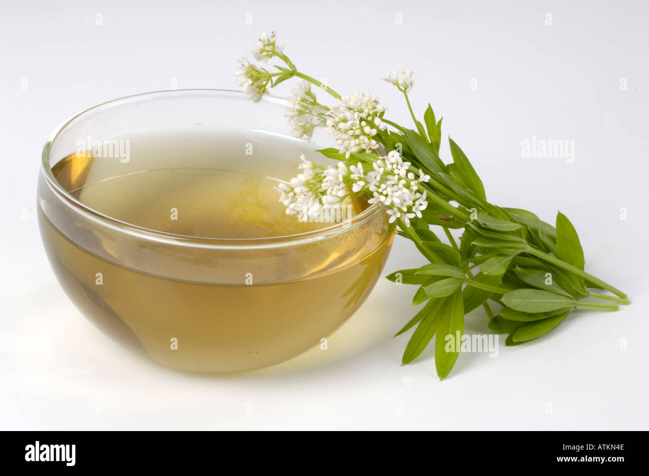 Woodruff tea hi-res stock photography and images - Alamy