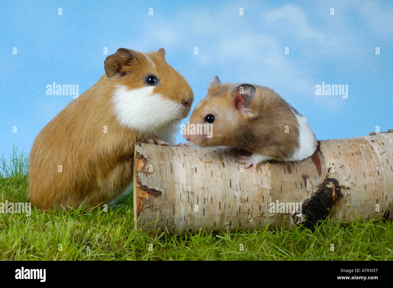 Guinea Pig and Golden Hamster Stock Photo - Alamy