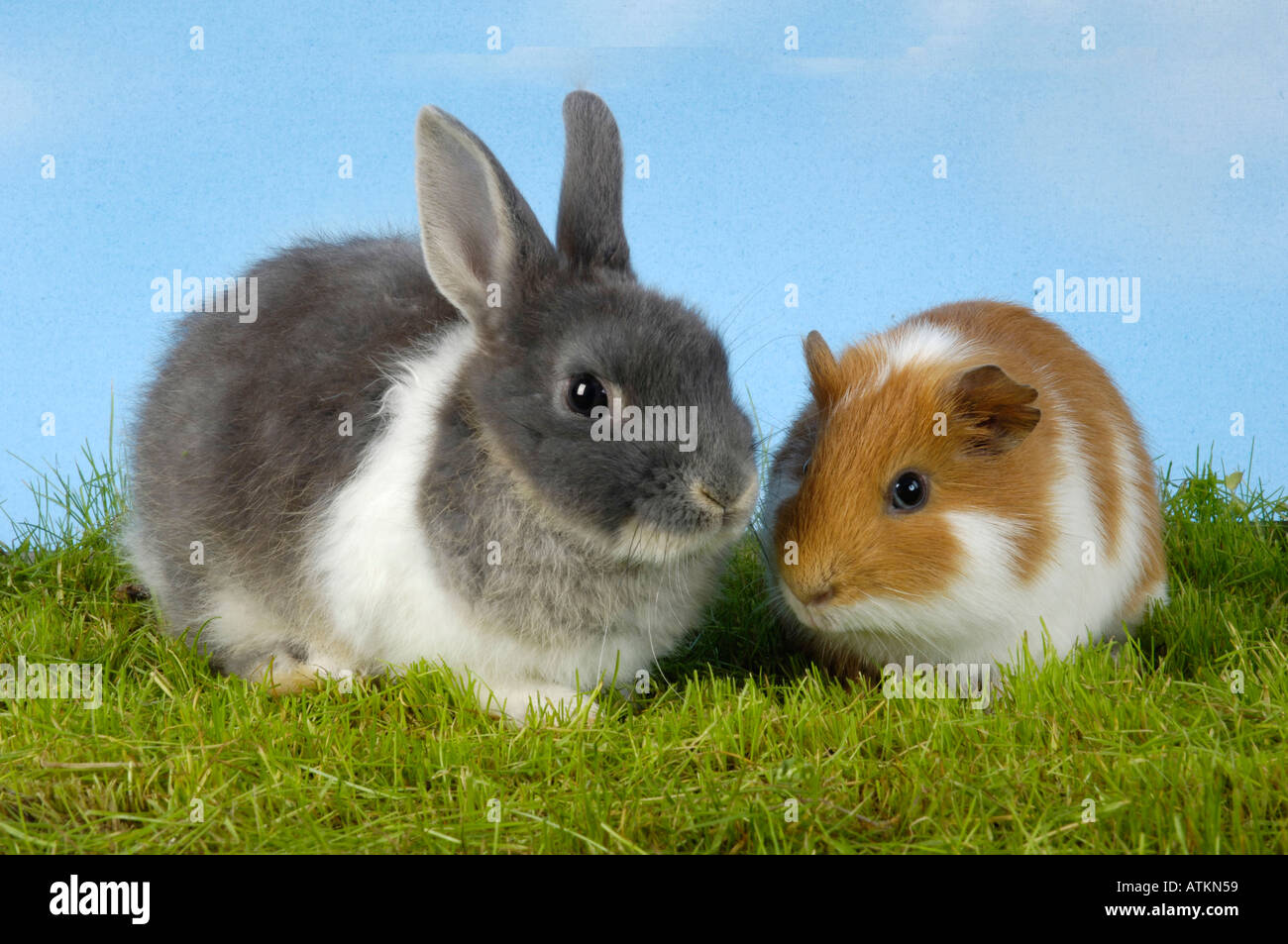 Guinea Pig and Dwarf Rabbit Stock Photo - Alamy