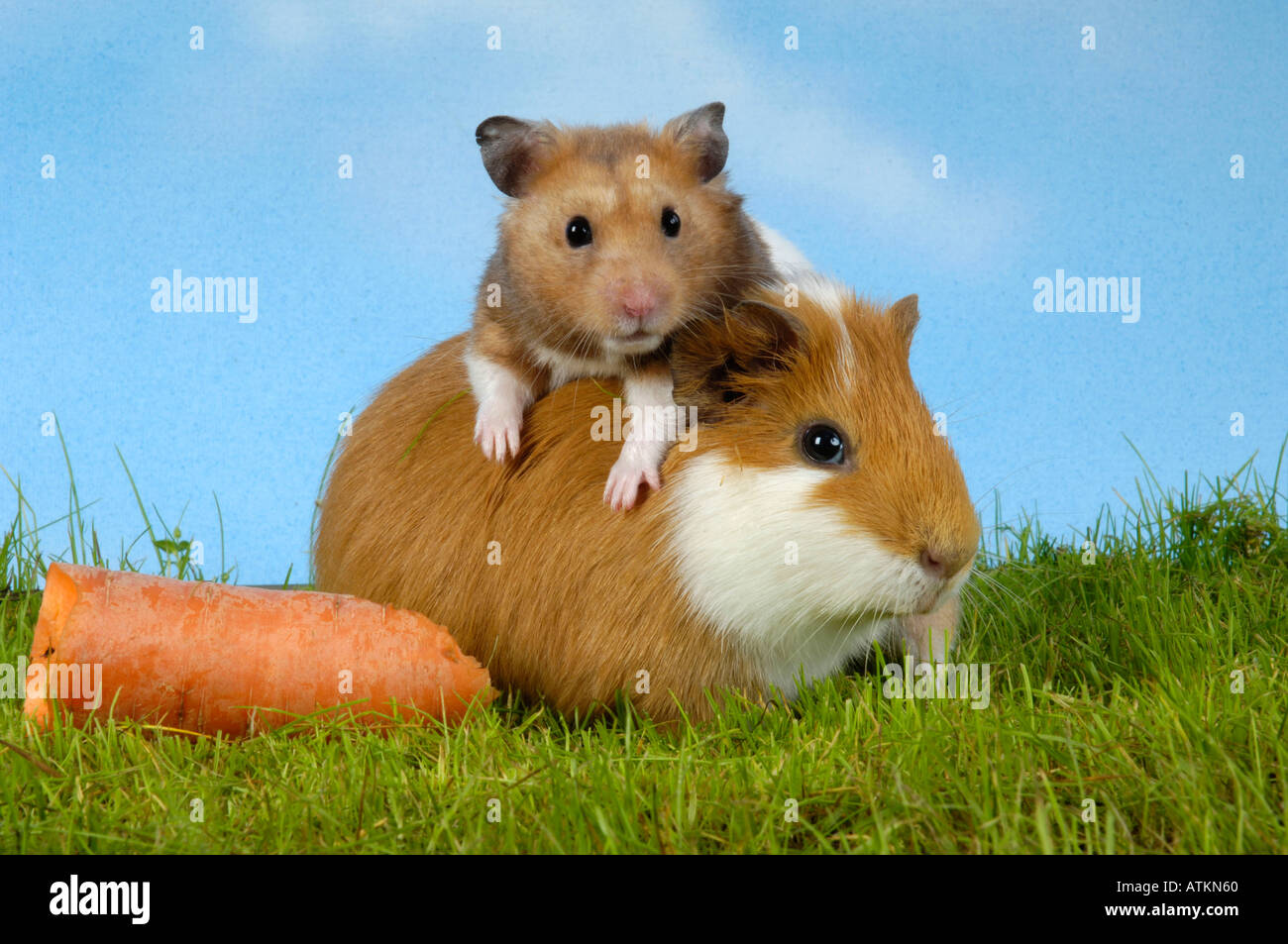 Guinea Pig and Golden Hamster Stock Photo - Alamy