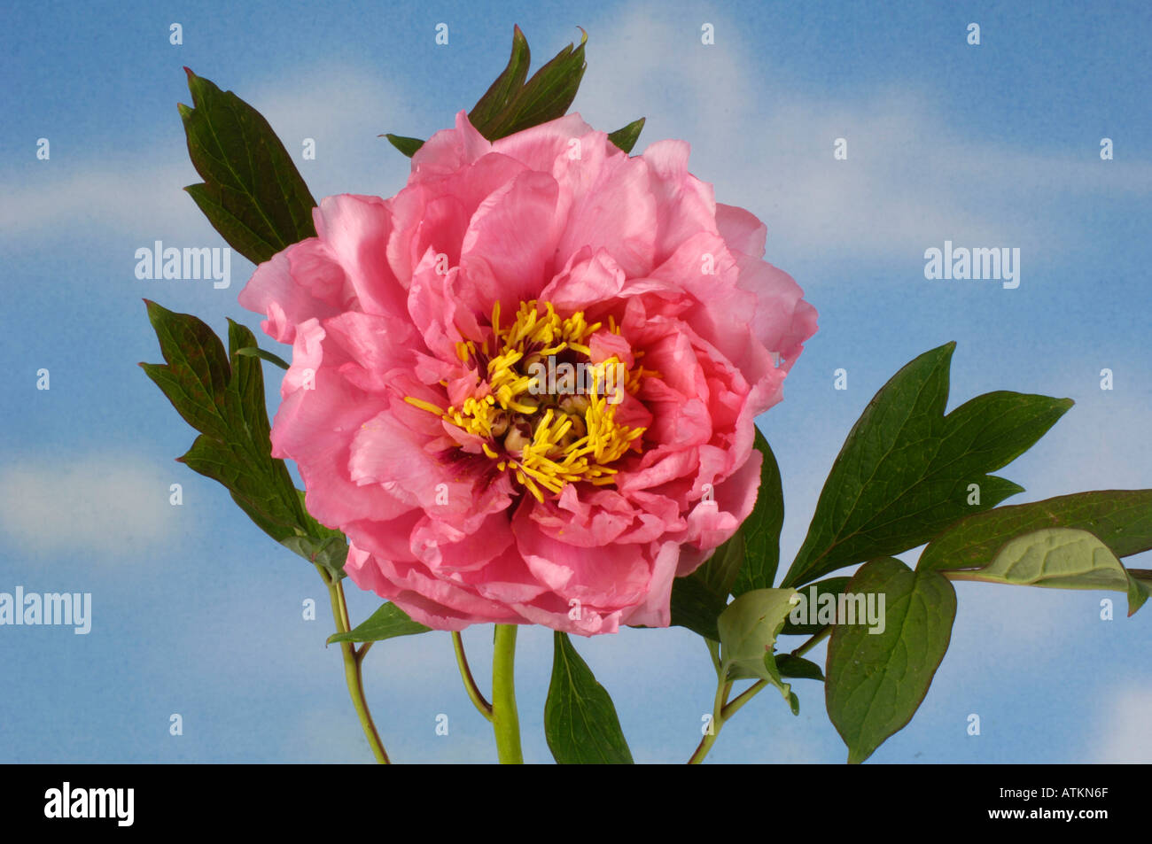 Peonie hi-res stock photography and images - Alamy