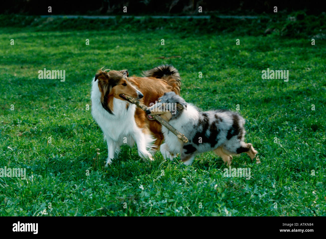 Adult puppy rough hi-res stock photography and images - Alamy