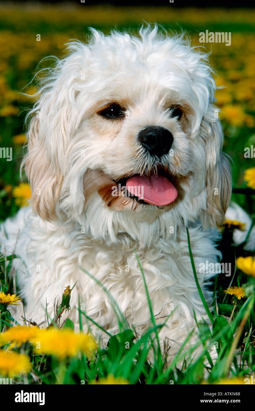 Mixed Breed Dog Stock Photo - Alamy