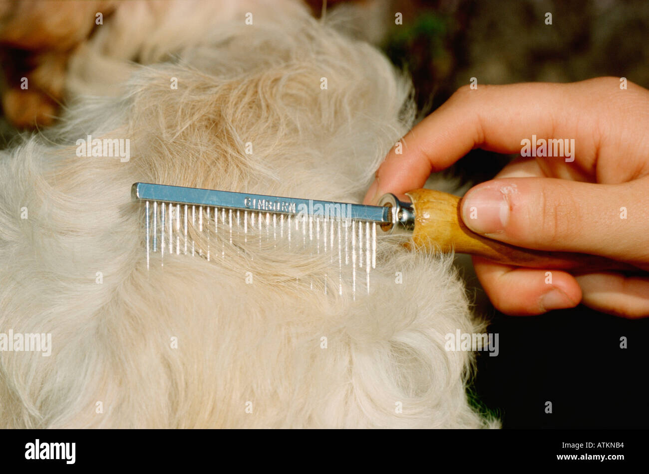 Dog being combed Stock Photo - Alamy