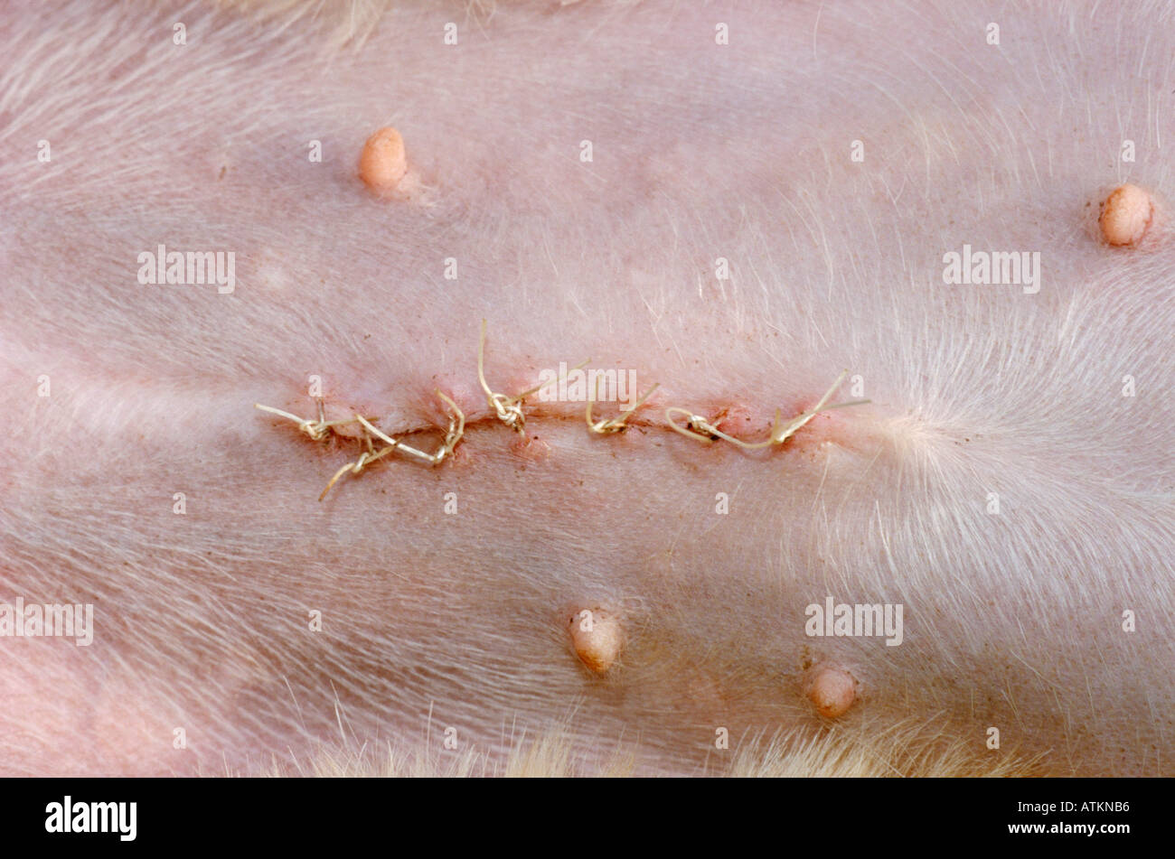 Fresh operation wound Stock Photo - Alamy