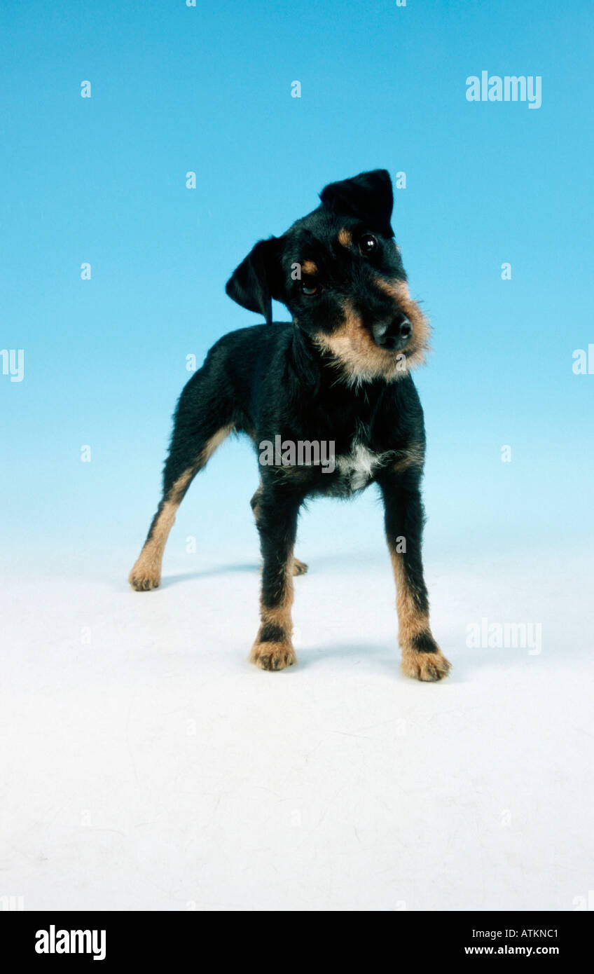 German Hunting Terrier Stock Photo - Alamy