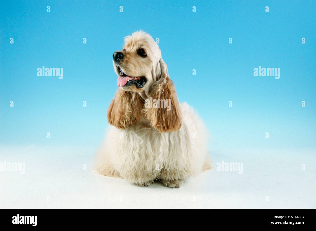 American Cocker Spaniel Stock Photo - Alamy