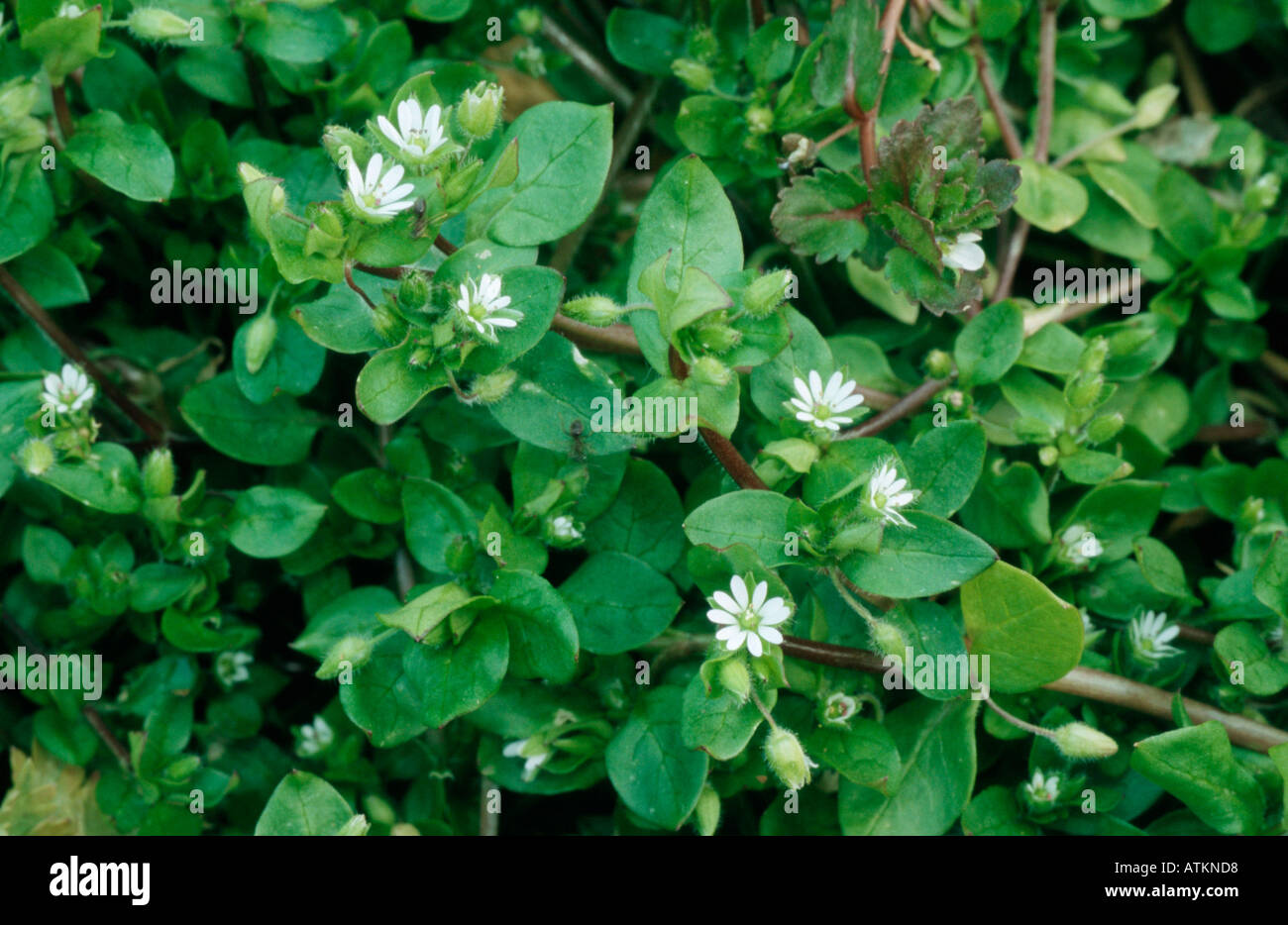 Common chickweed stellaria media blooming hi-res stock photography and ...