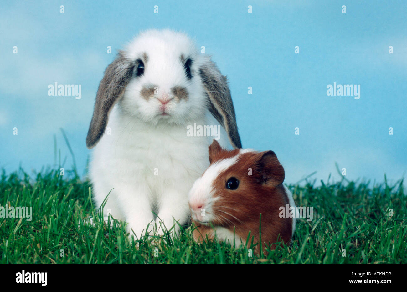 Can Mini Lop Rabbits And Guinea Pigs Live Together at Tracy Dibenedetto ...