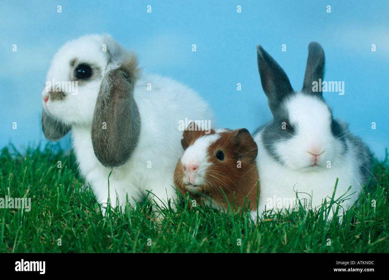 Dwarf Rabbit and Guinea Pig Stock Photo - Alamy