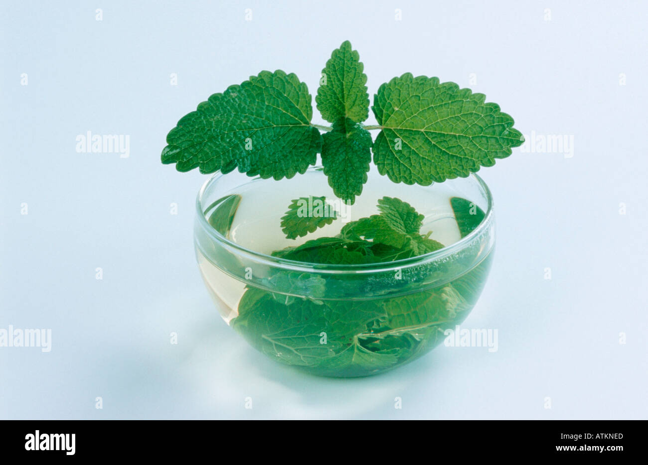 Lemon Balm / Sweet Balm Stock Photo - Alamy