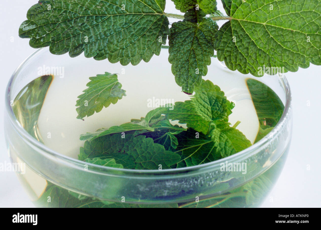 Lemon Balm / Sweet Balm Stock Photo - Alamy