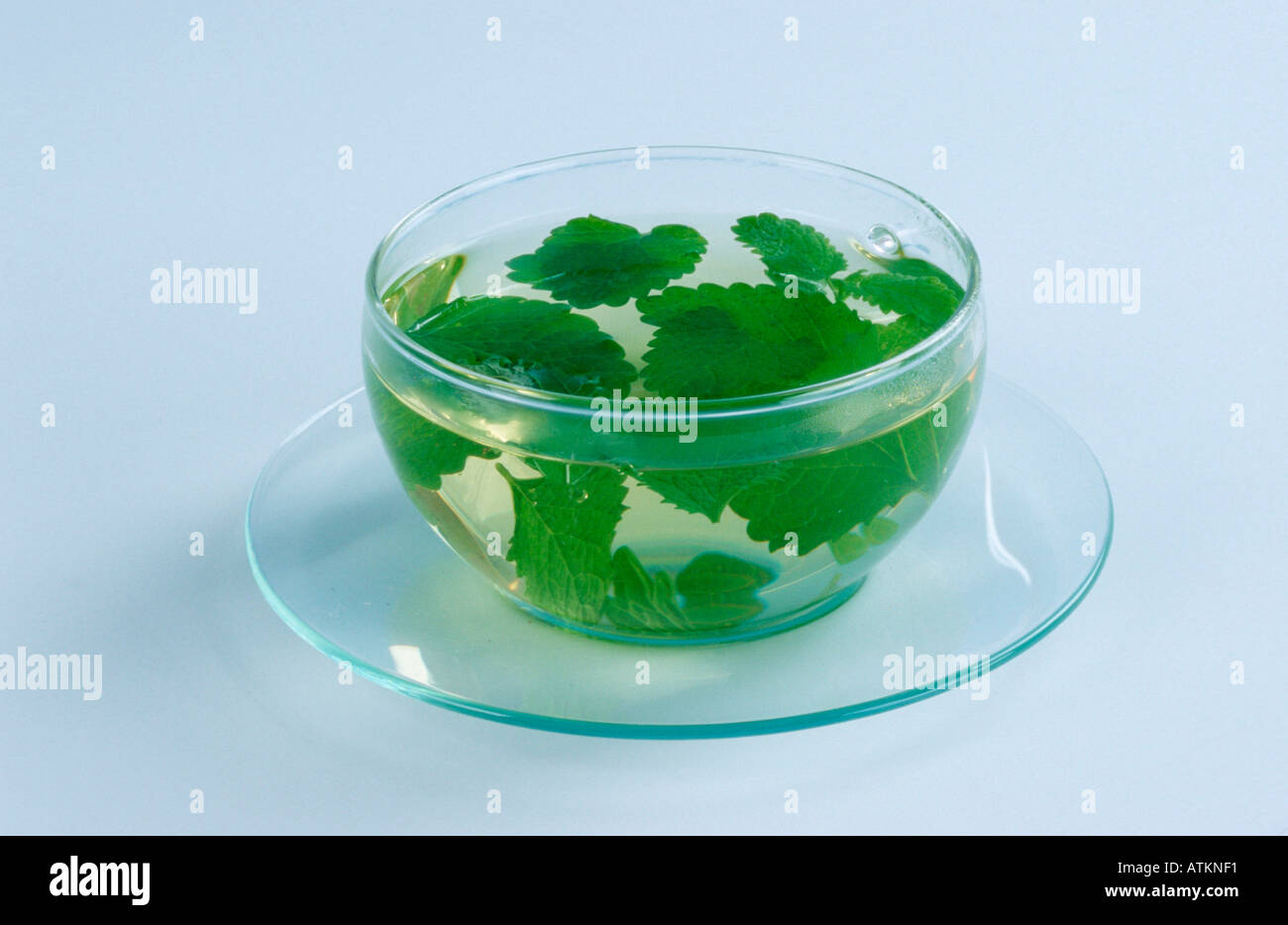 Lemon Balm / Sweet Balm Stock Photo - Alamy