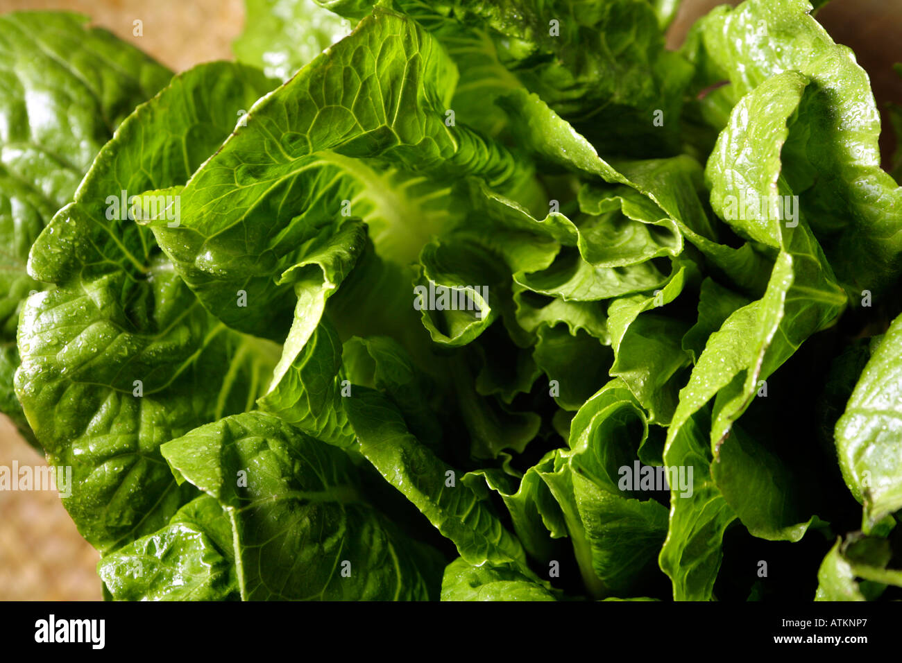 Roman meals hi-res stock photography and images - Alamy