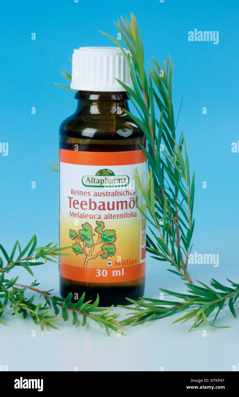 Australian tea tree hi-res stock photography and images - Alamy