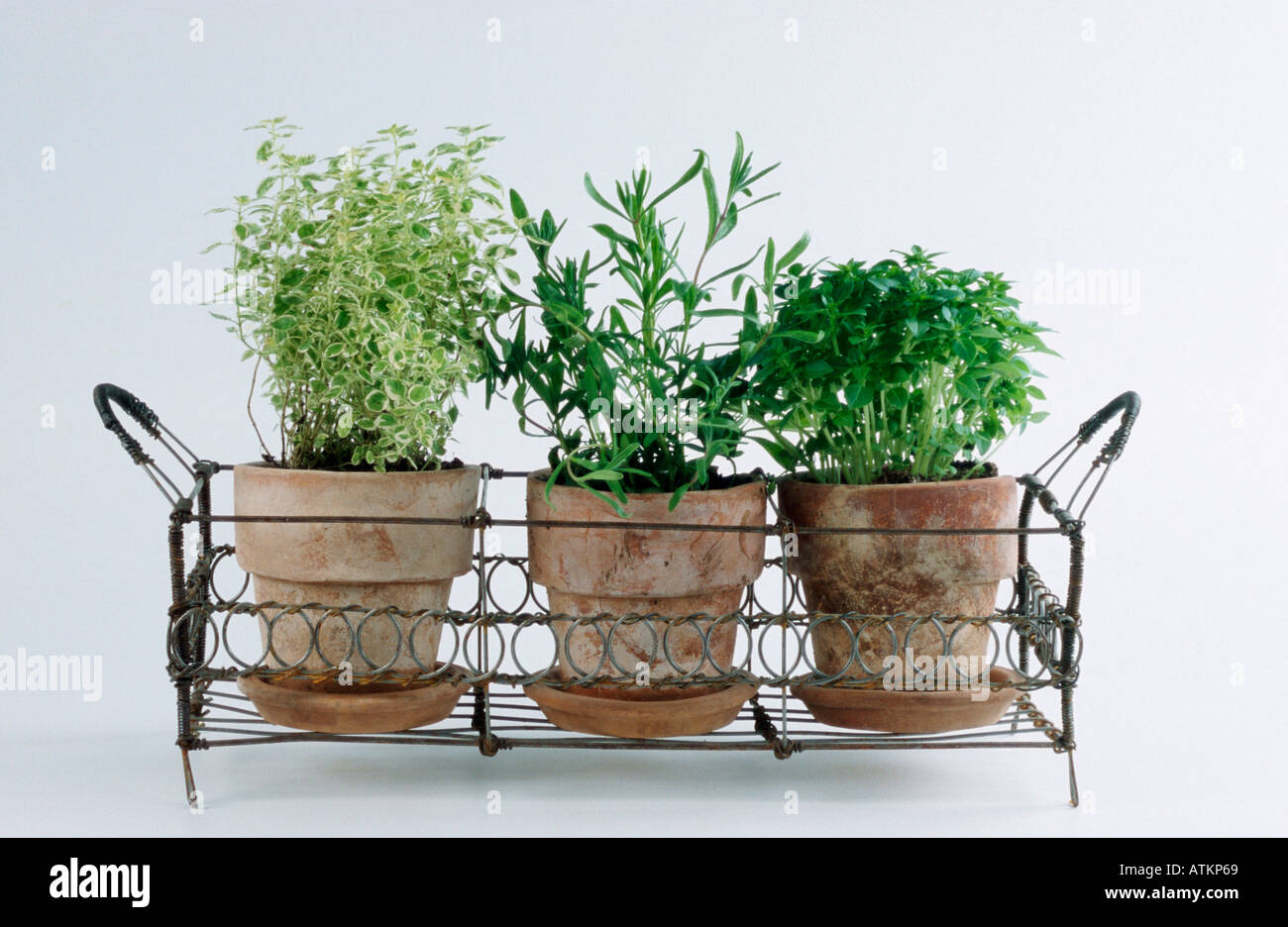 Origanum majorana pots hi-res stock photography and images - Alamy