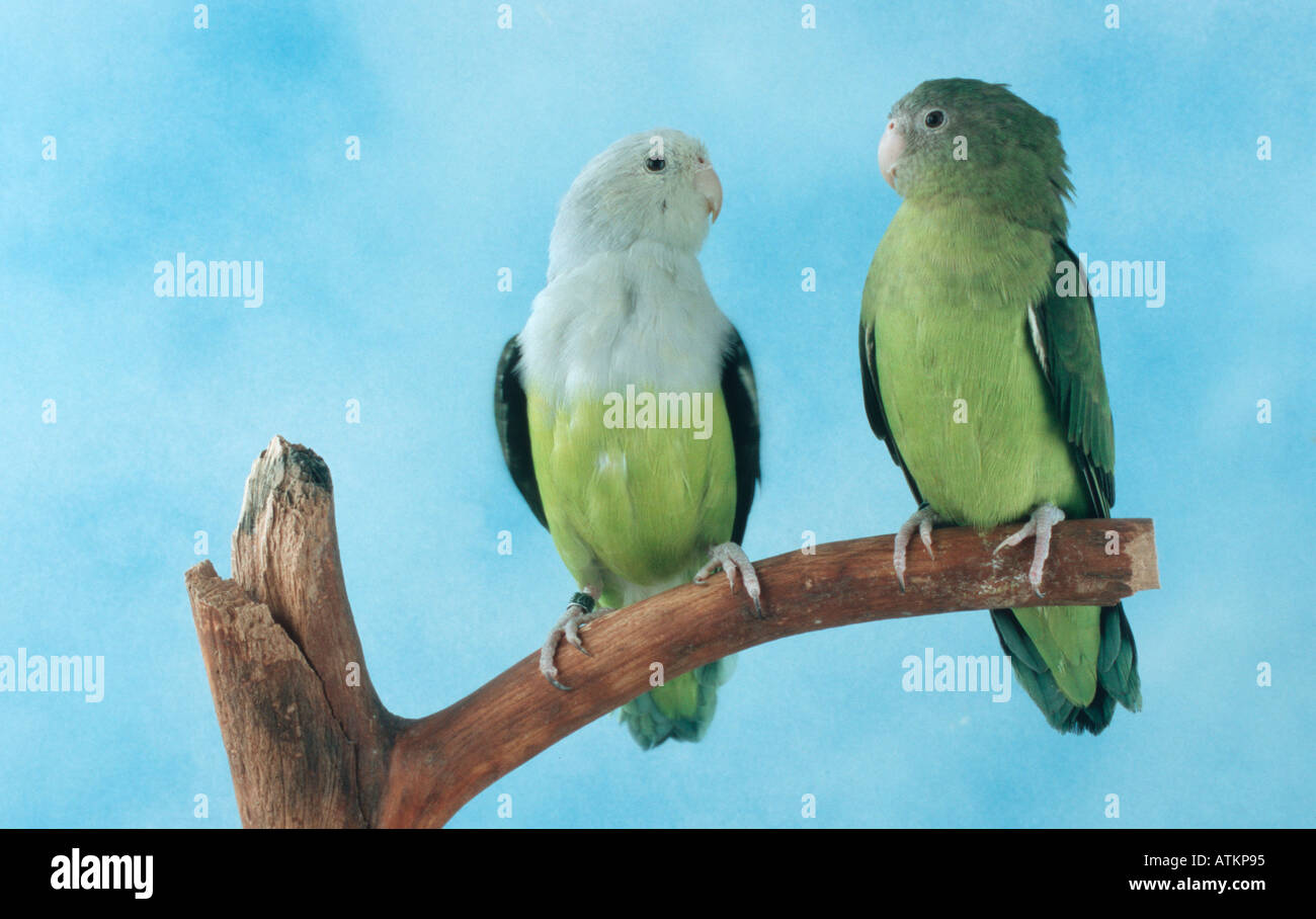 Grey headed lovebirds hi-res stock photography and images - Alamy