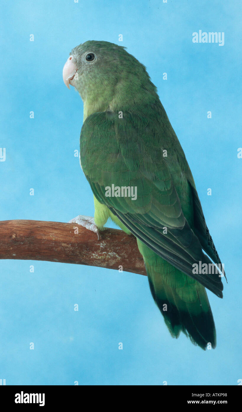 Lovebird madagascar hi-res stock photography and images - Alamy