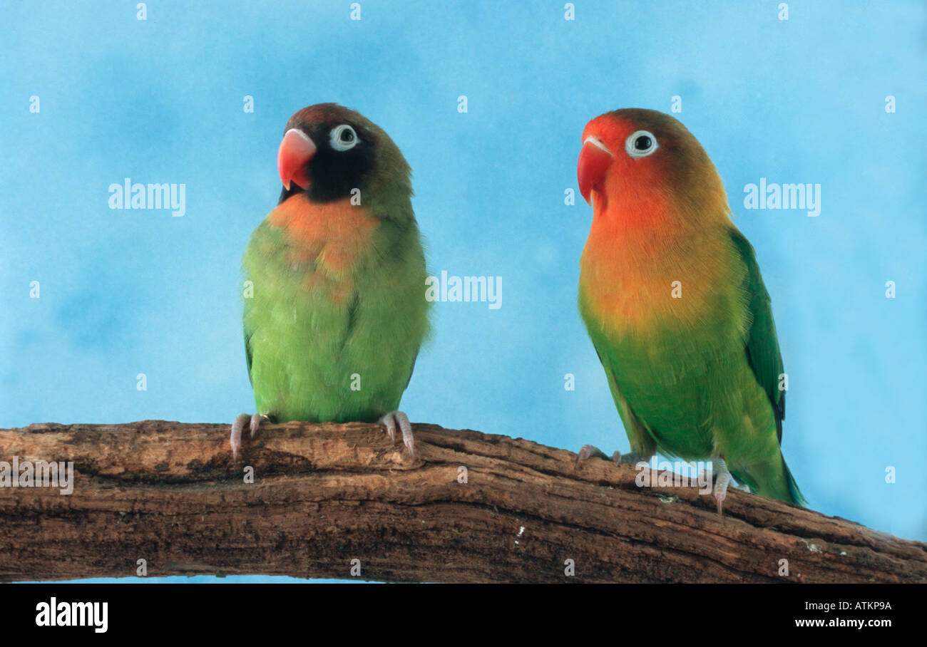 Fischer lovebird hi-res stock photography and images - Alamy
