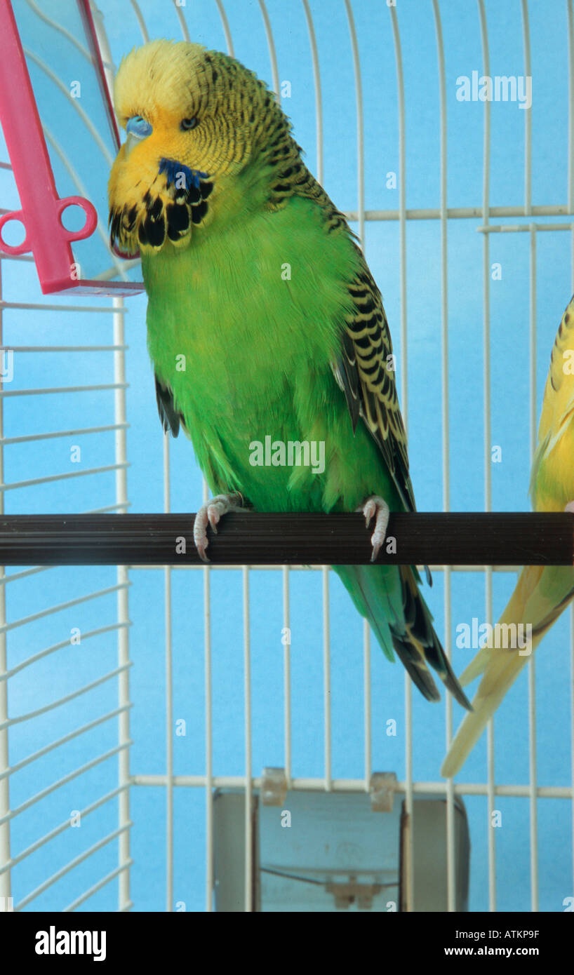 Budgerigar mirror hi-res stock photography and images - Alamy