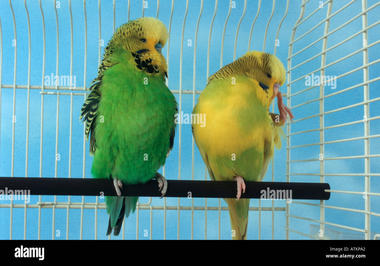 Budgerigar / Budgie Stock Photo - Alamy
