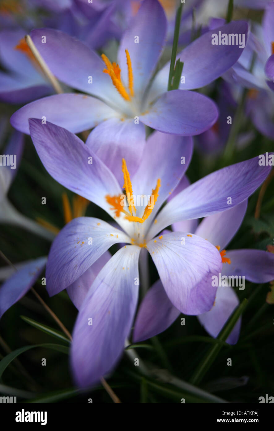 Crocus corm hi-res stock photography and images - Alamy