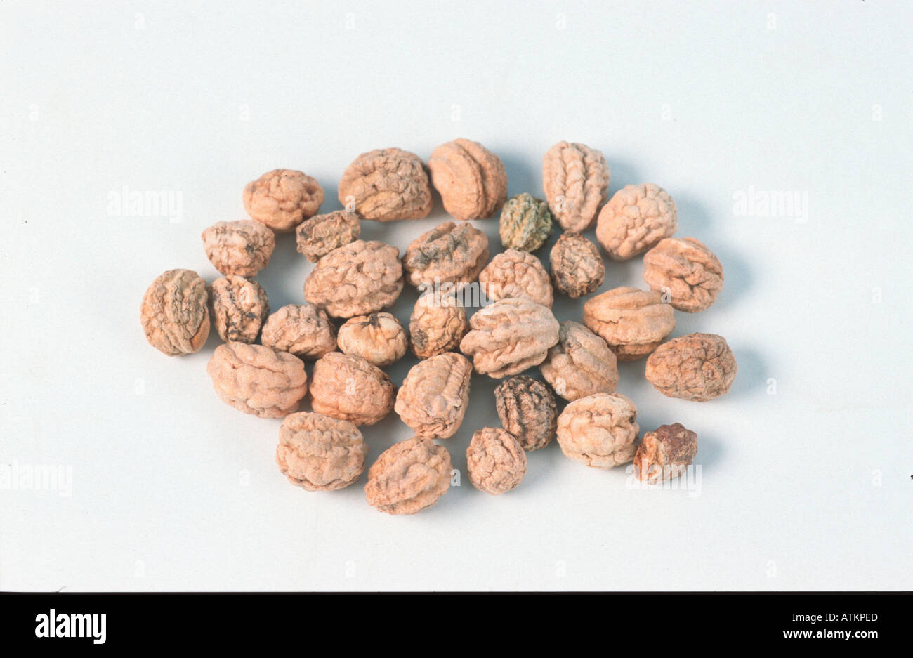 Nasturtium seeds hi-res stock photography and images - Alamy