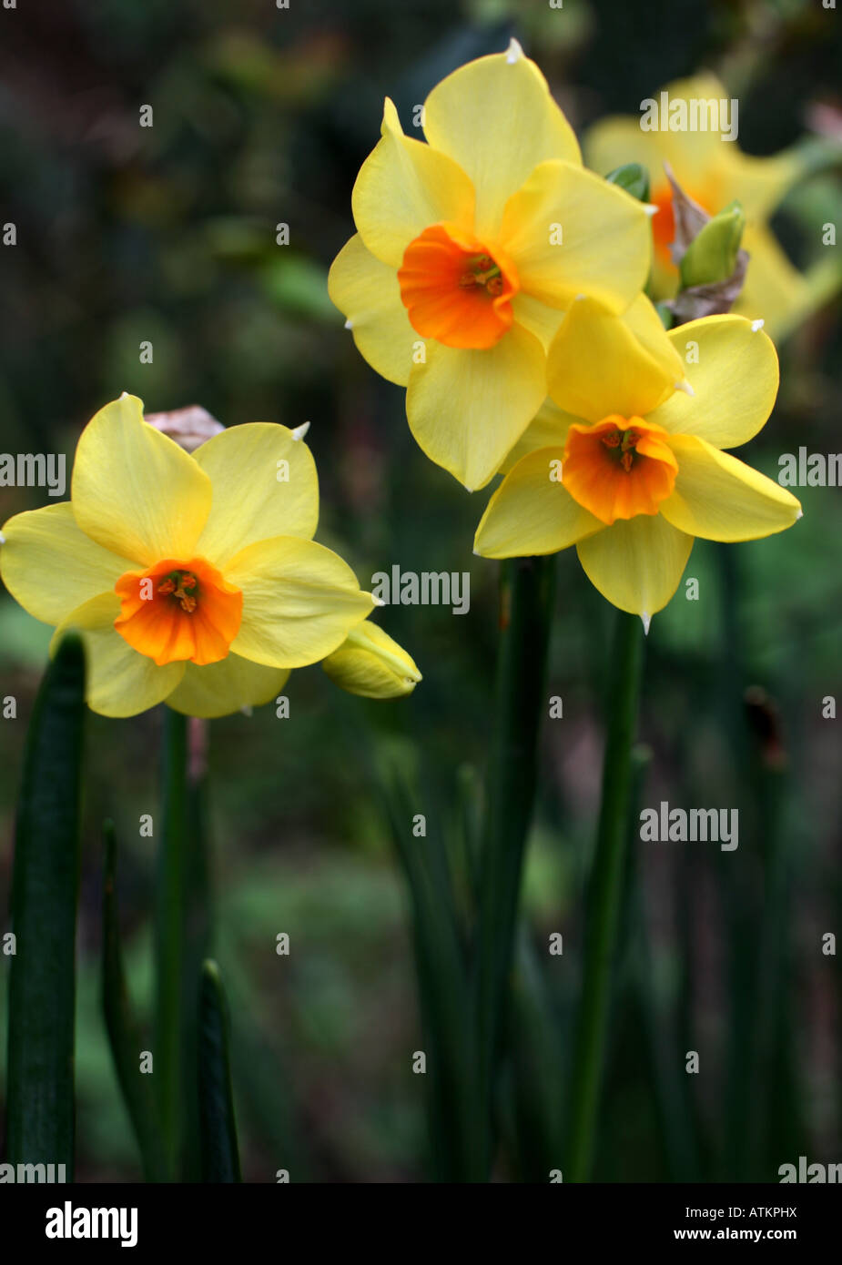 Greek narcissus hi-res stock photography and images - Alamy