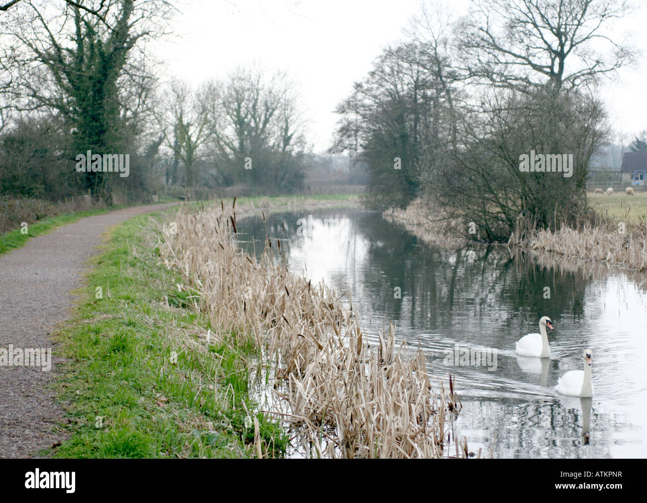 Canal water february tiverton devon winter swans mute swimming trees hi ...